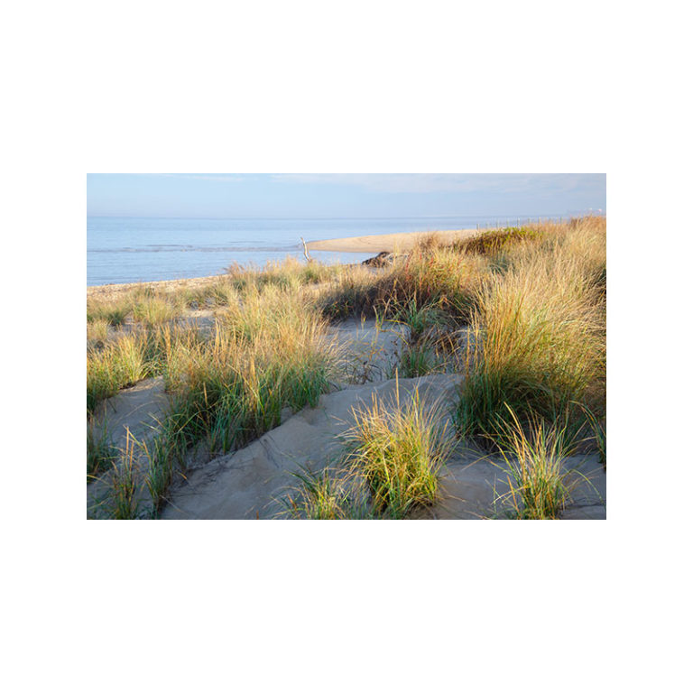 Beach Grasses – Laura Denardo Photography