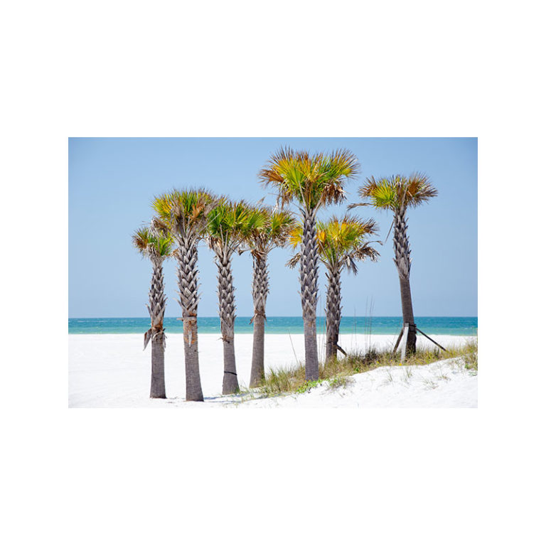 Palm Trees – Laura Denardo Photography